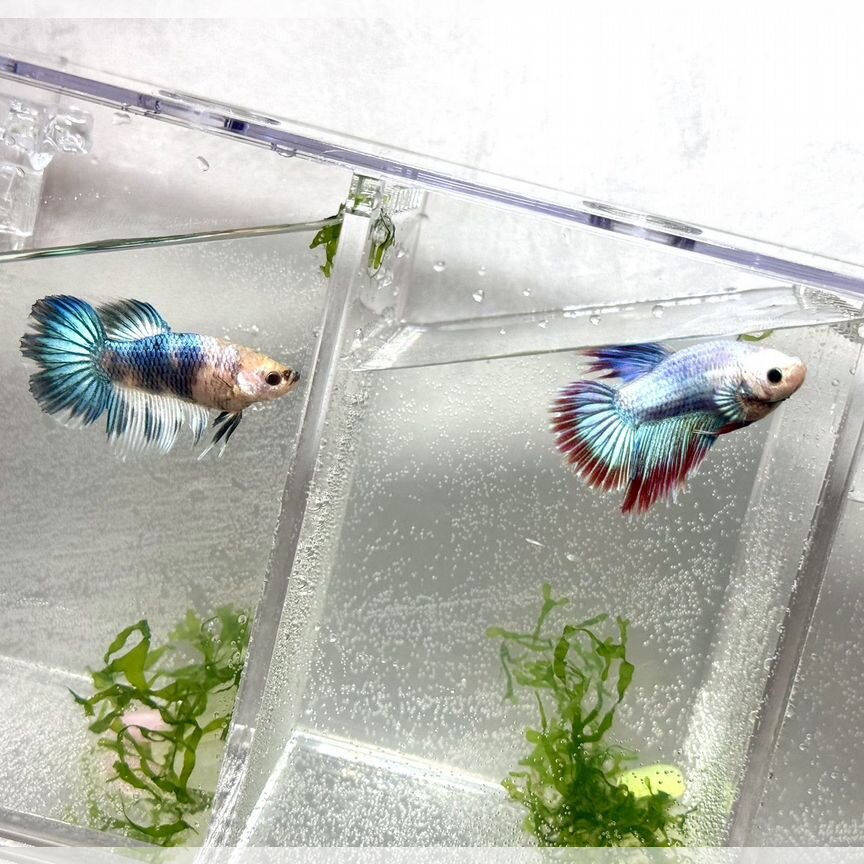 Петушки молодые половозрелые домашнего разведения