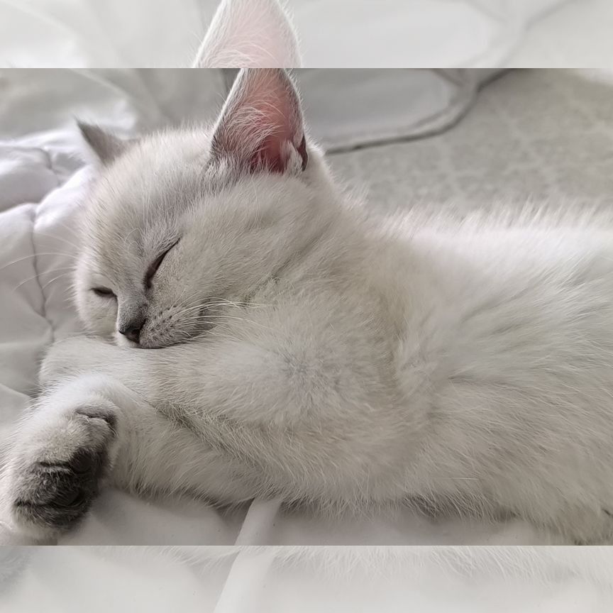 Котёнок мальчик 2,5 мес