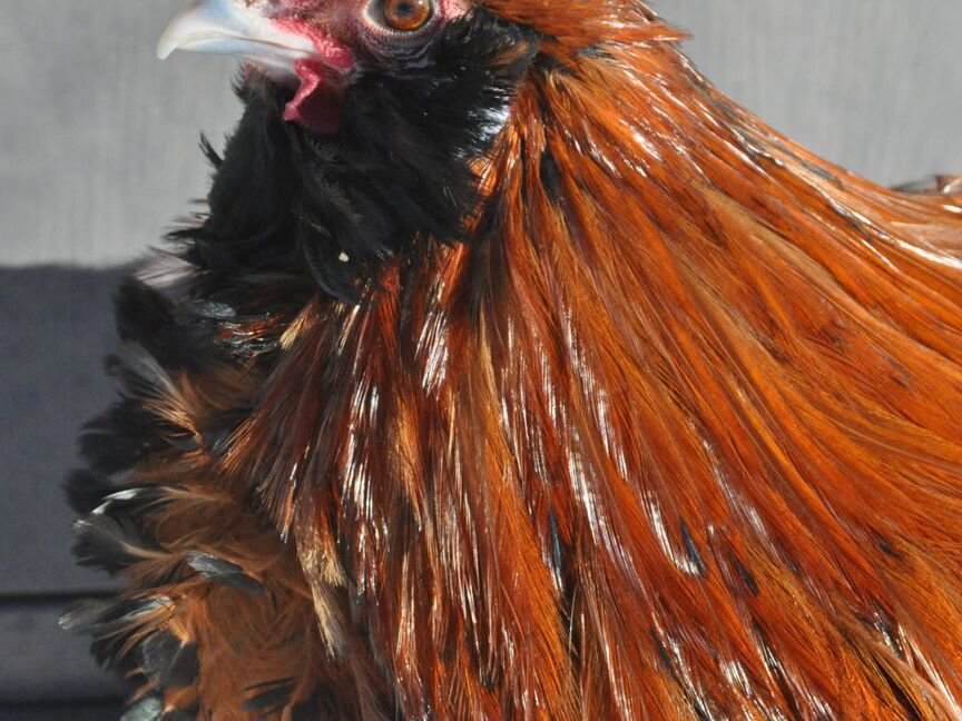 Эйленбарт петух