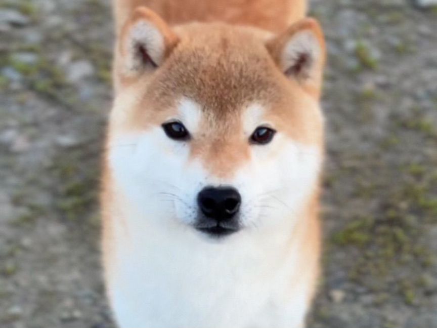 Щенок Сиба Ину 7 мес