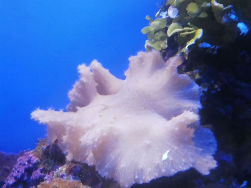 Синулярия в морской аквариум