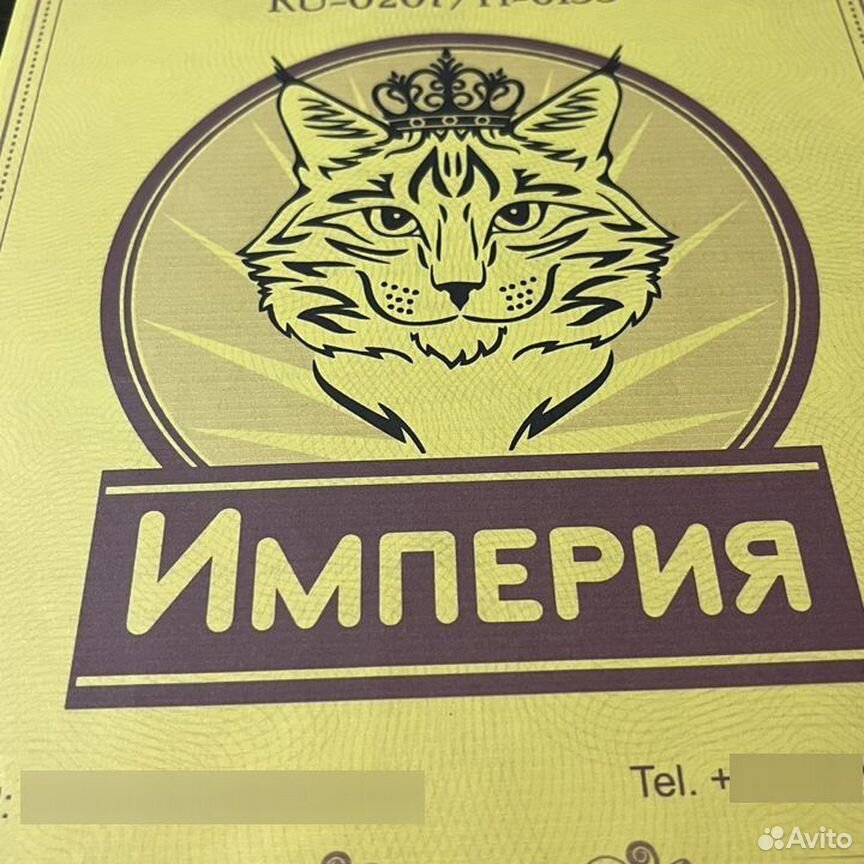 Продаю котят