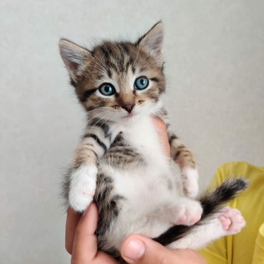 Котёнок в дар