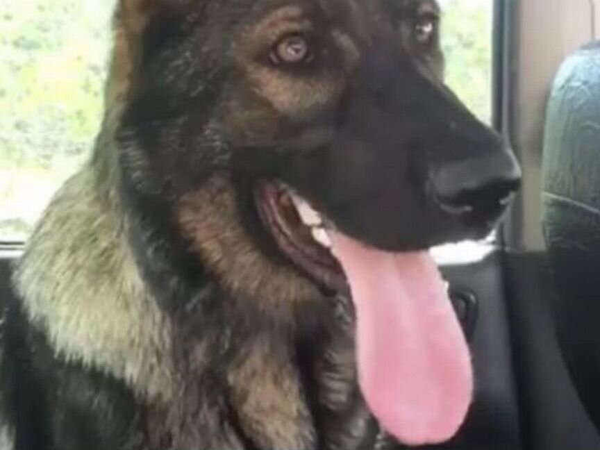 Щенки немецкой овчарки рабочего разведения