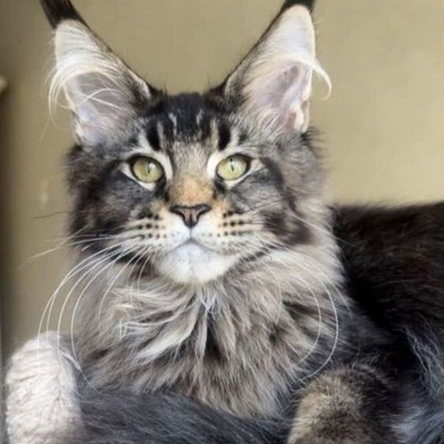 Котята мейн-кун