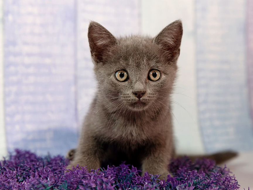 Милый которебенок ищет семью 2 мес