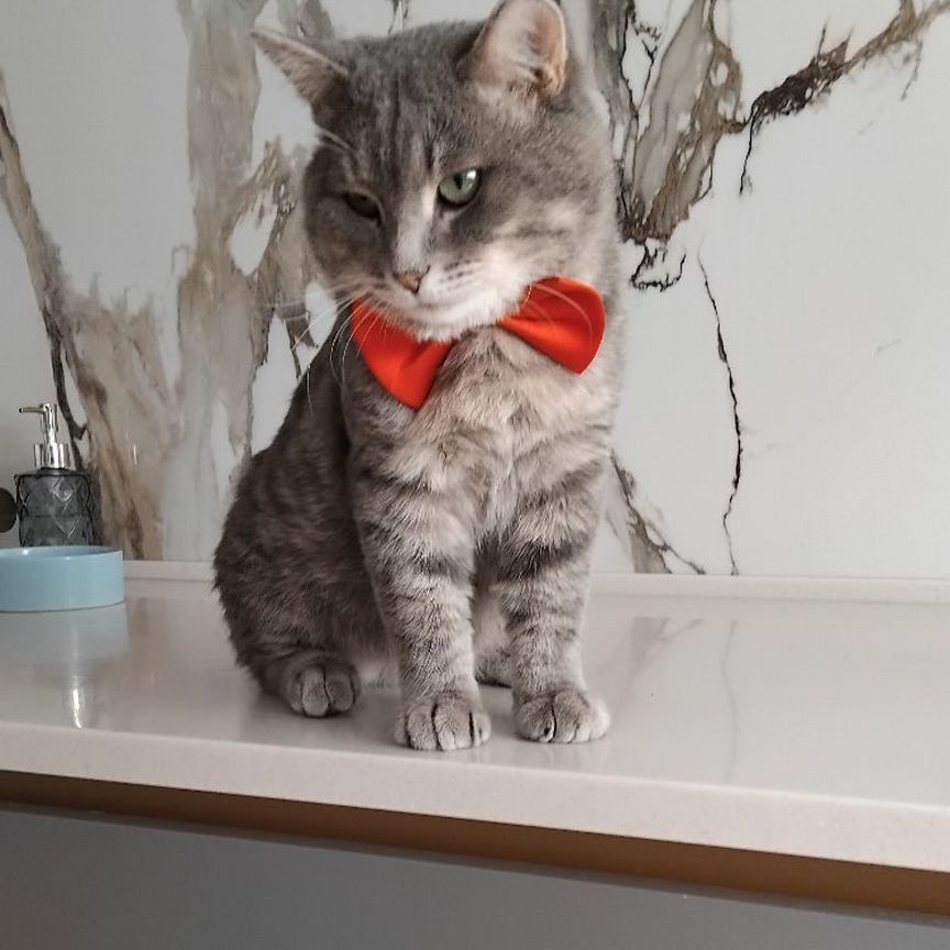 Кот Васька ищет свою семью