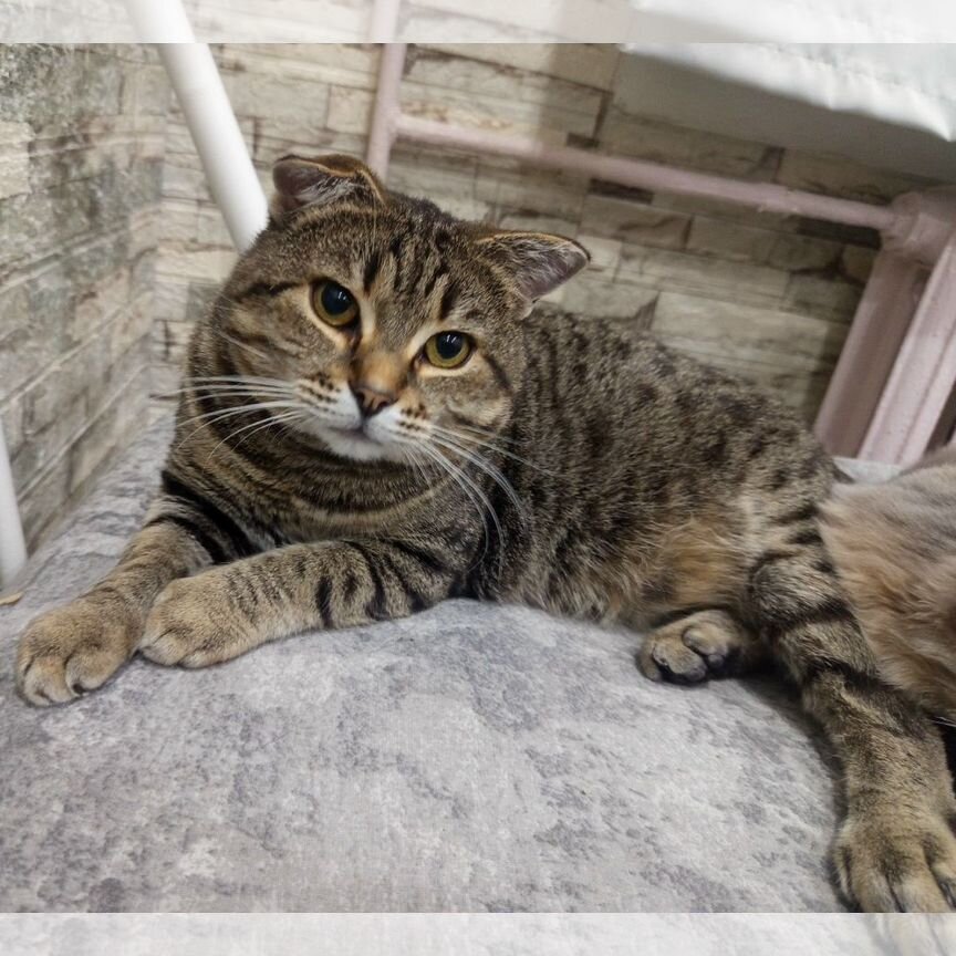 Взрослый кот в добрые руки