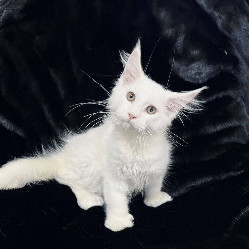 Котенок мейн-кун белый