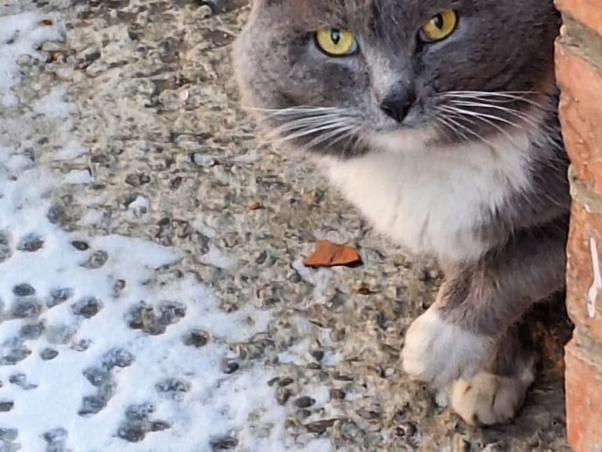 Красавчик из приюта