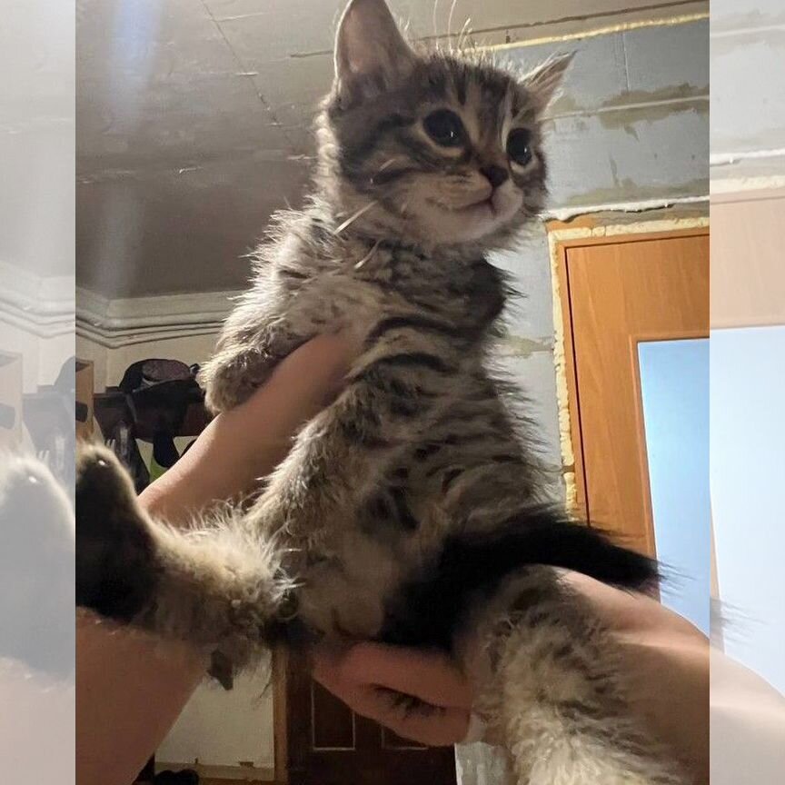 Котёнок в добрые руки