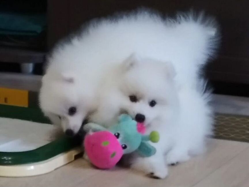Японский шпиц