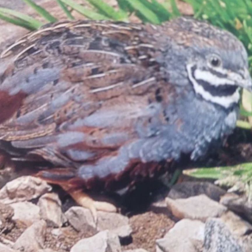 Перепел расписнрй