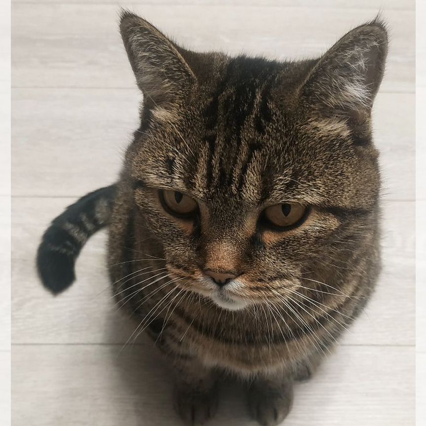 Кошечка в добрые руки