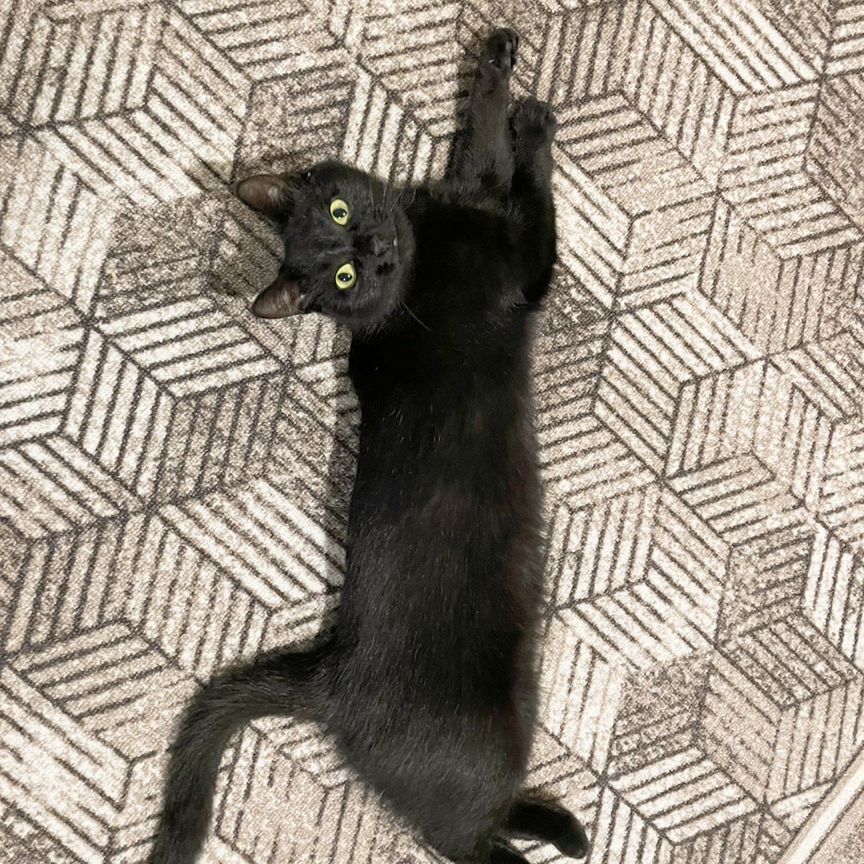 Кошка в добрые руки