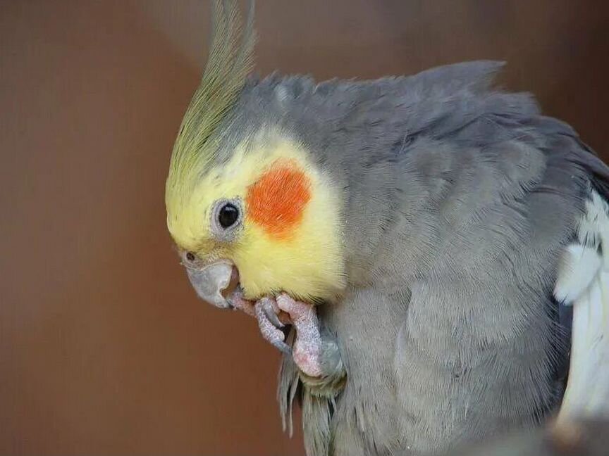 Попугай Корелла мальчик