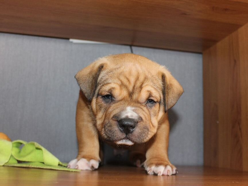 Парень американского булли