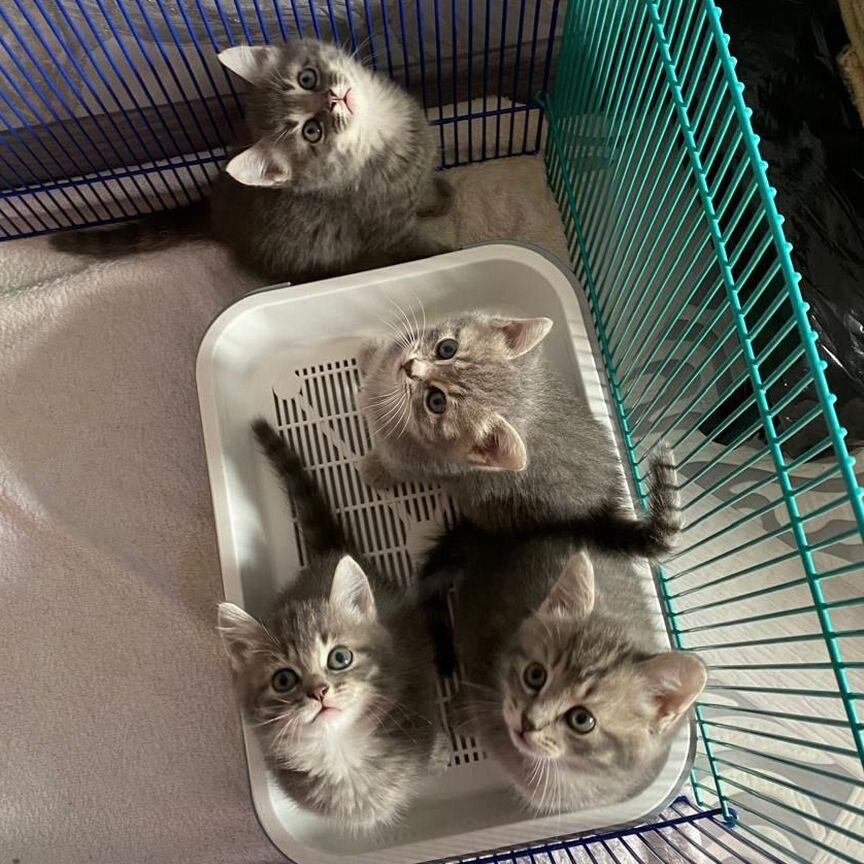 Котята в добрые руки