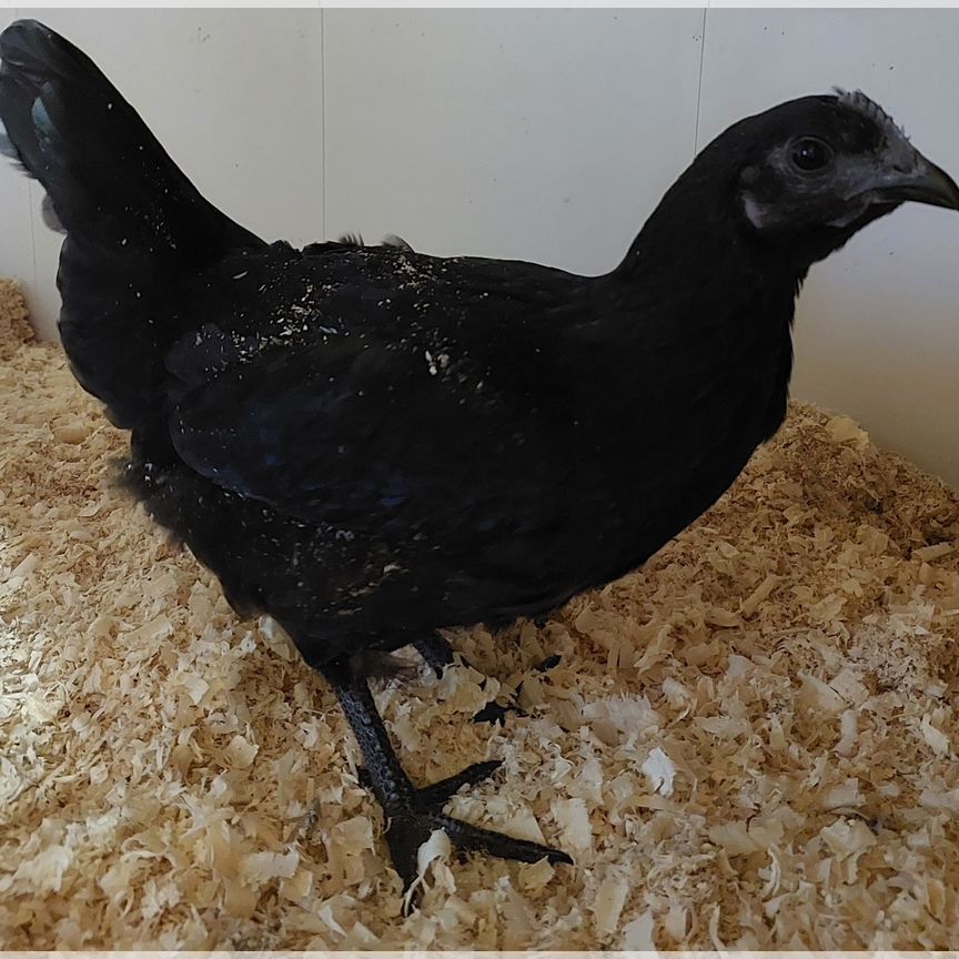 Молодые курочки ухейилюй