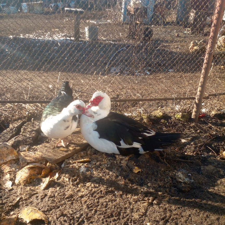 Индоутоки 11 месяцев