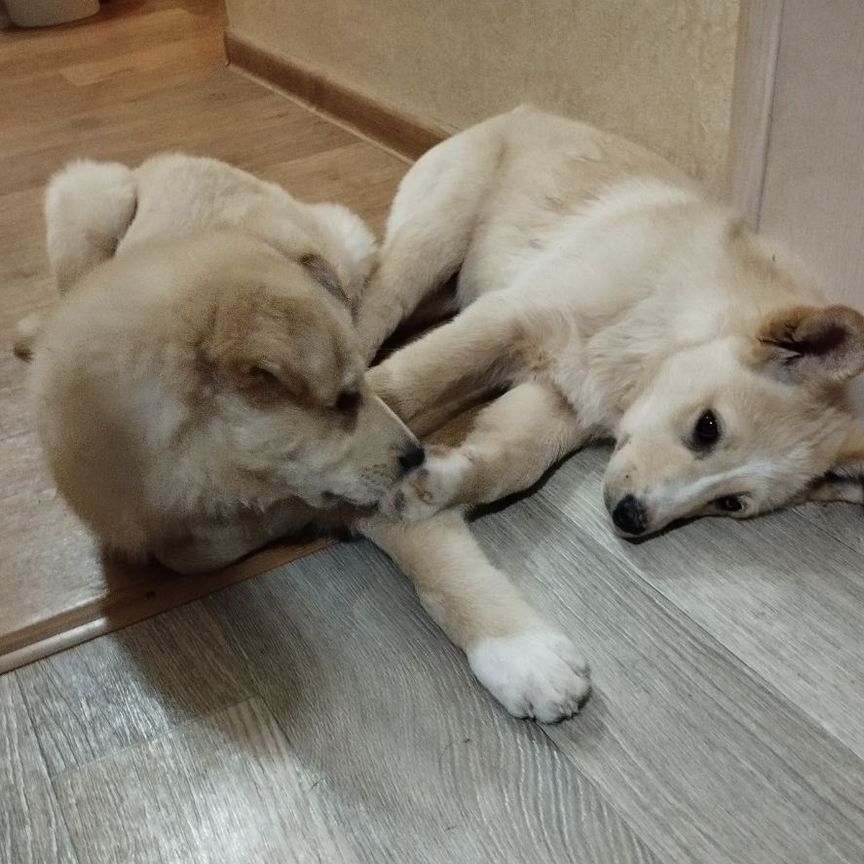 Щенок в добрые руки