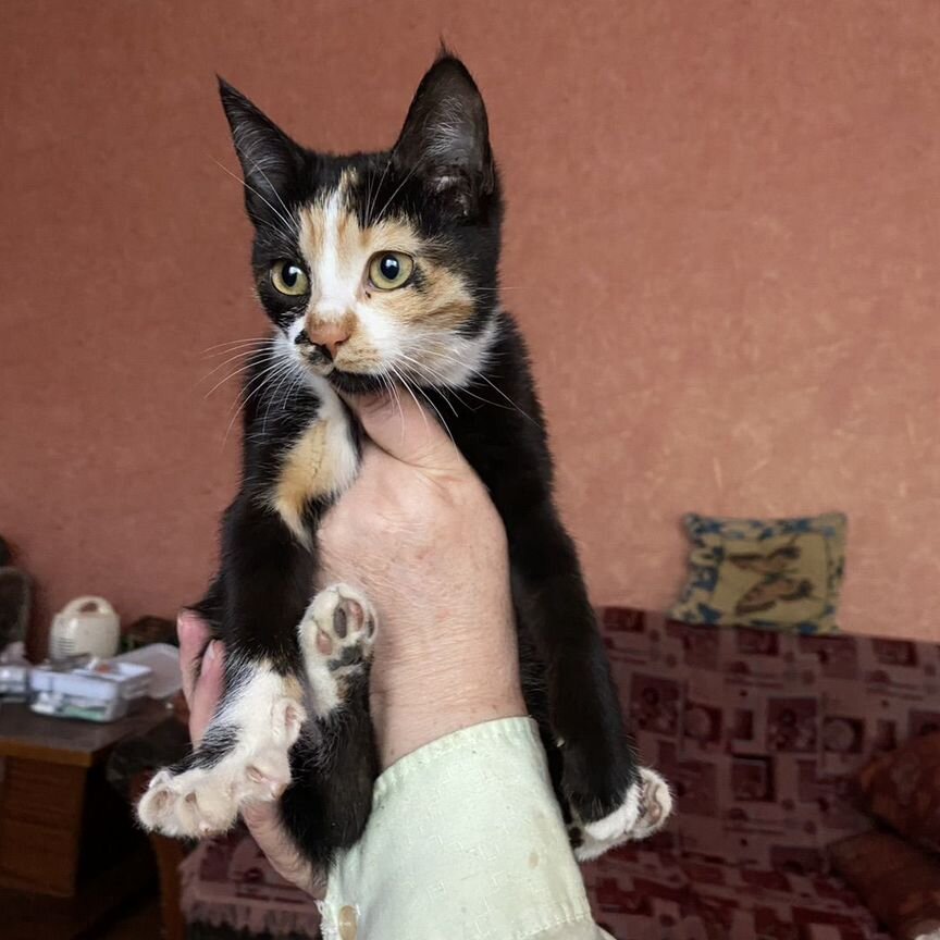 Чудо котенок