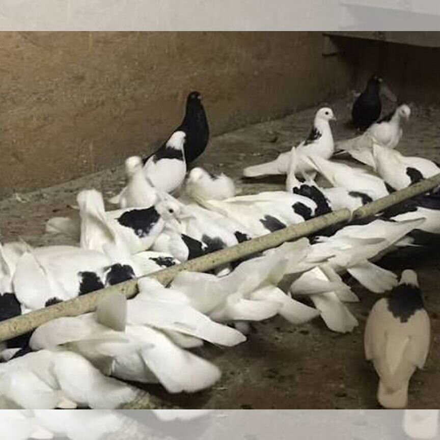 Пермские гривуны