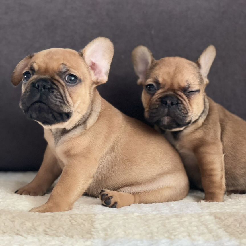 Французский бульдог красного окраса