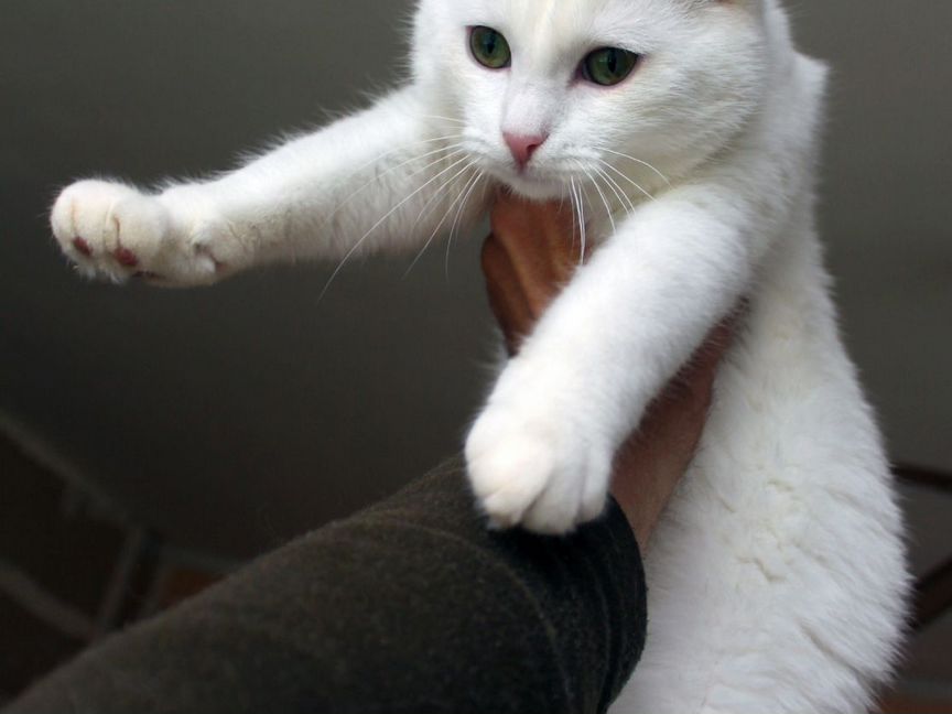 Кот 5 мес привит