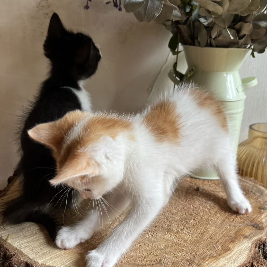 Котята в добрые руки бесплатно