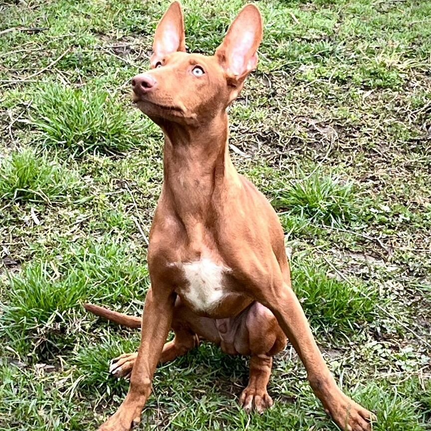 Чирнеко дель этна