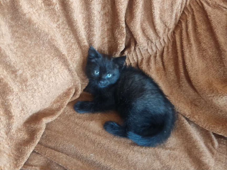 Кошки