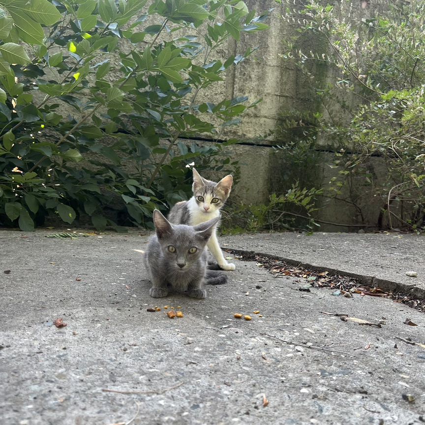 Котята в добрые руки