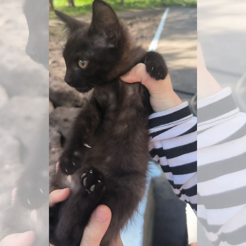 Котёнок в добрые руки