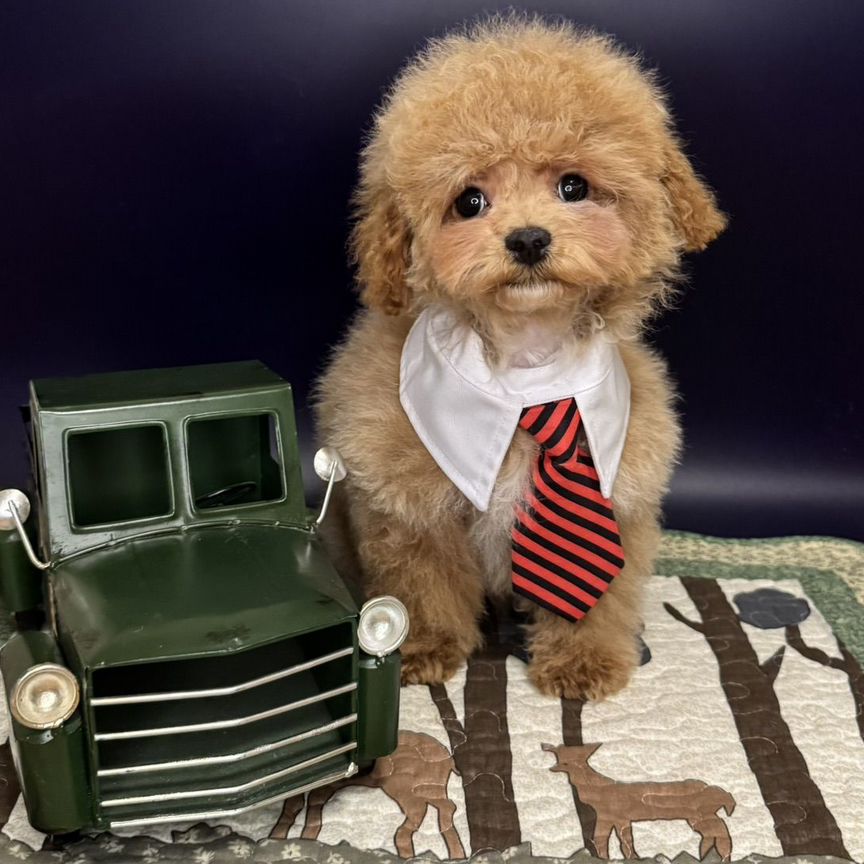 Мальтипу, щенок