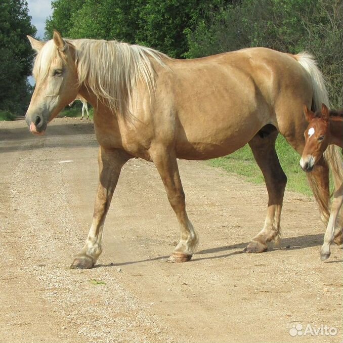 Тяжеловозы и лошади в sport