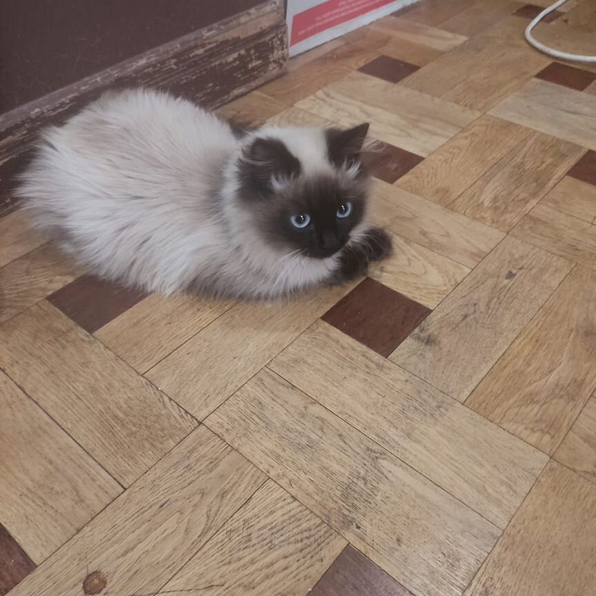 Котик ище своих хозяев