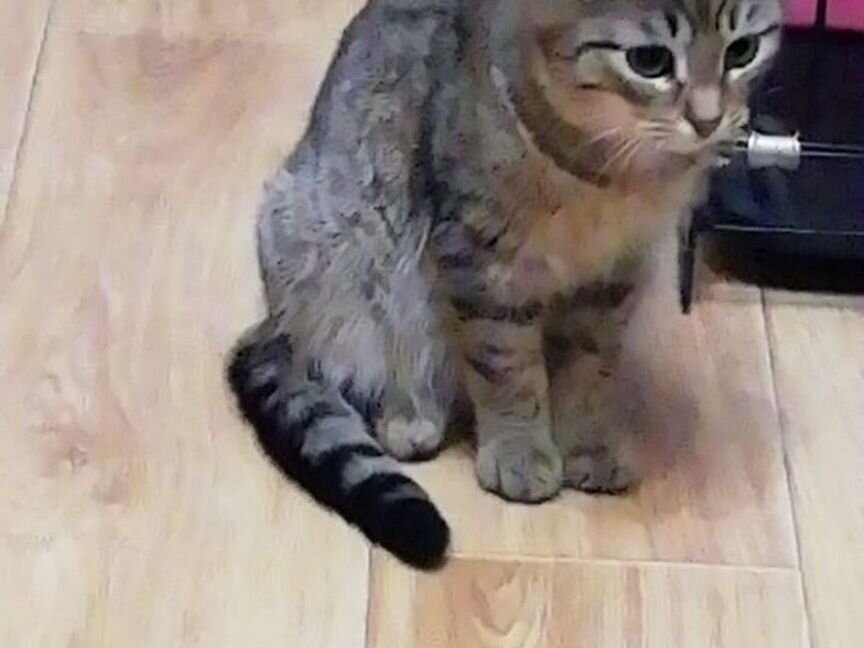 Котенок в добрые руки