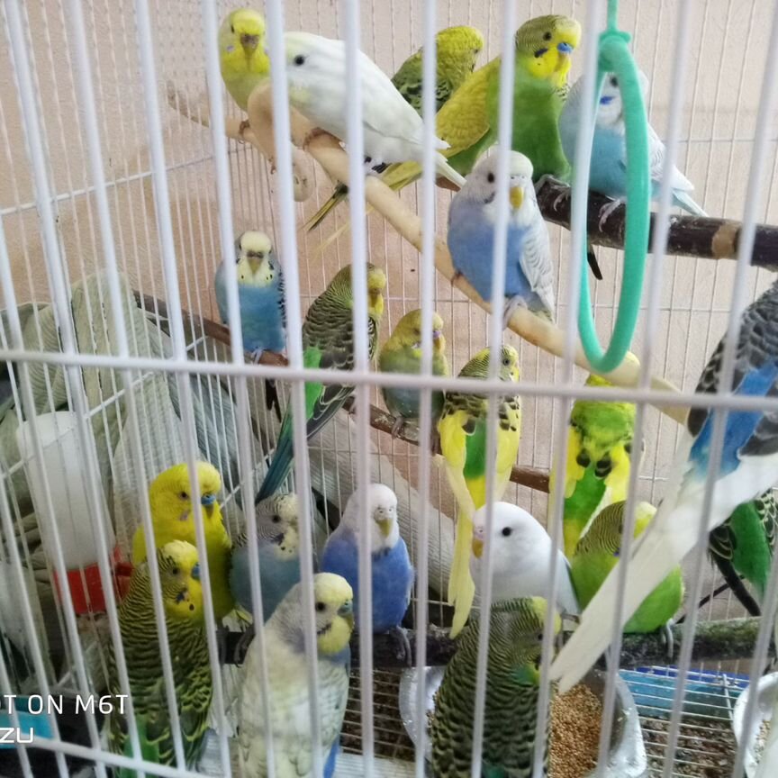 Попугаи волнистые