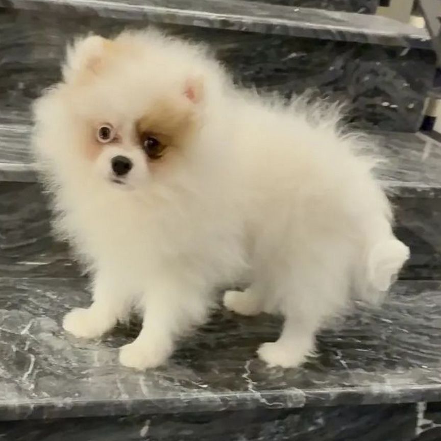 Померанский шпиц, щенок