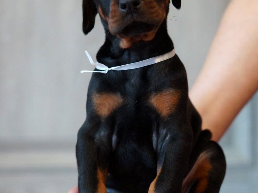 Щенок добермана