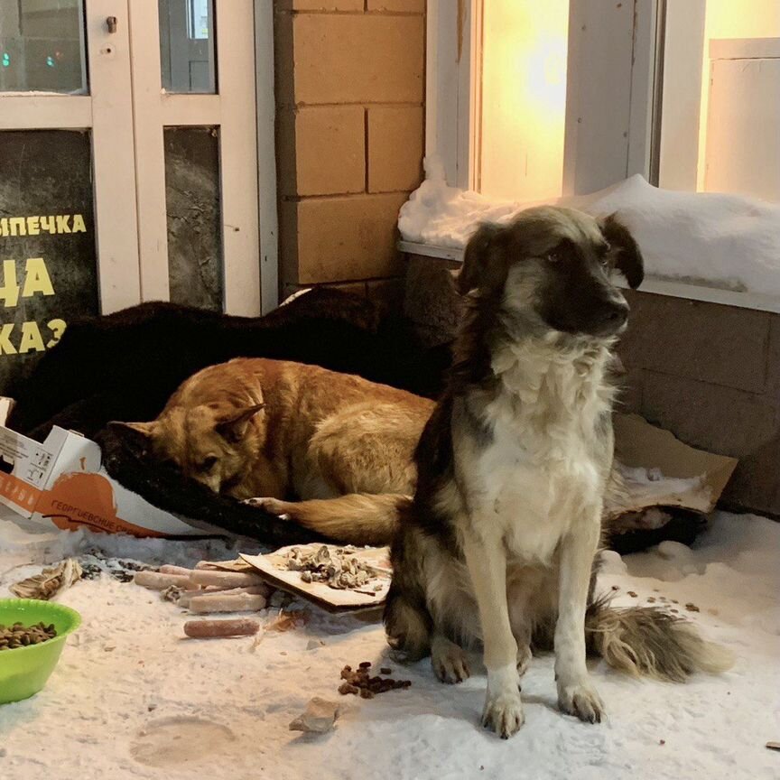 Собаки ищут дом