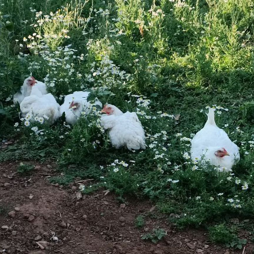 Куры бройлеры живым весом за 1 кг