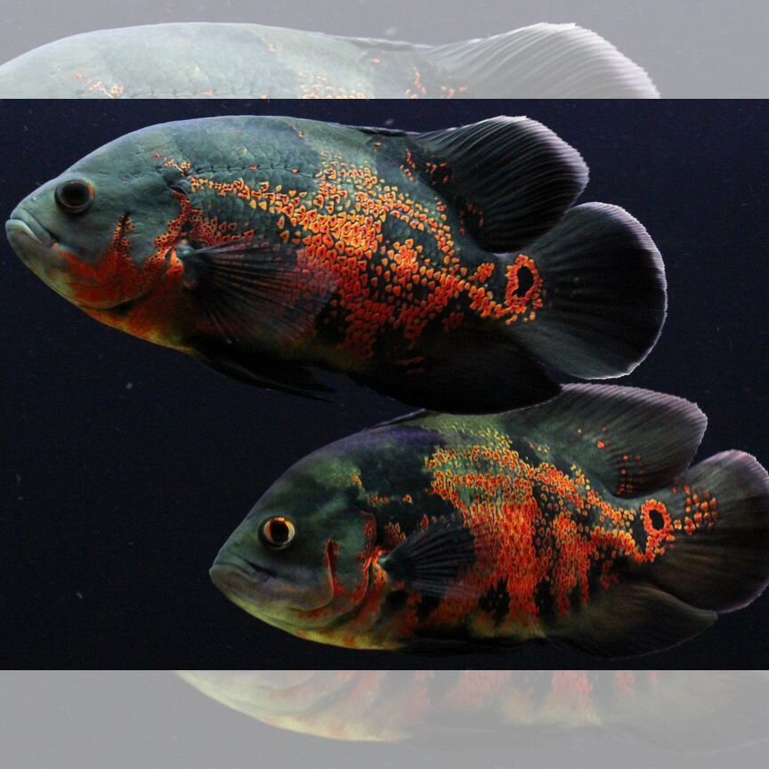 Астронотус рыба аквариумная