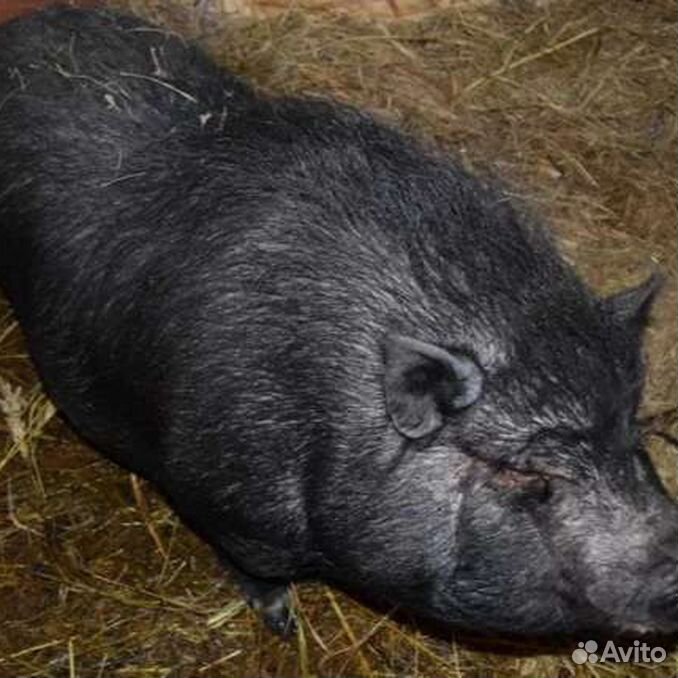 Вьетнамский вислобрюхий хряк