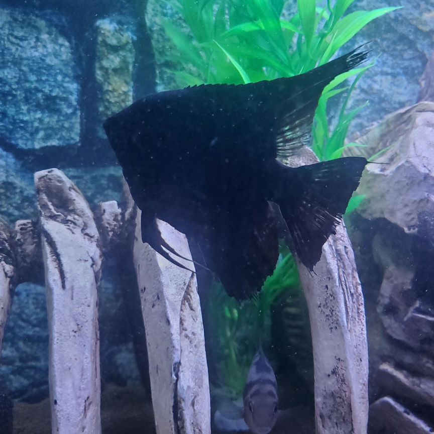 Рыбки цихлиды