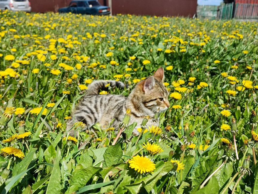Отдам кота в добрые руки 8 месяцев