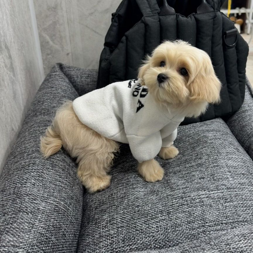 Щенки мальтипу f1 мини