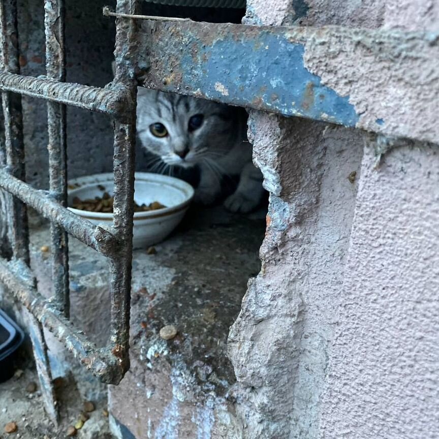 Подарите котенку шанс