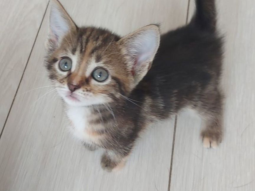 Полосатики ищут заботливые руки